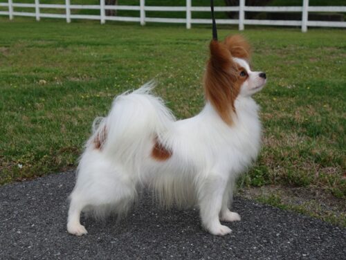 Home - Denzel Papillons