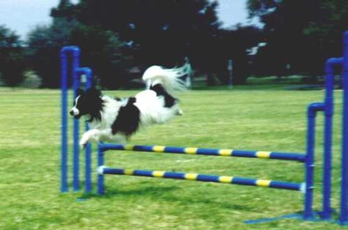 About - Denzel Papillons