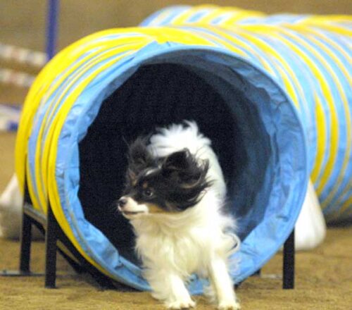 About - Denzel Papillons