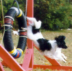 About - Denzel Papillons