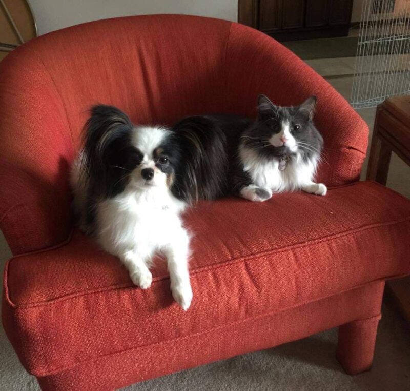 About - Denzel Papillons