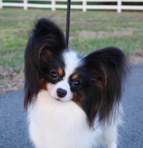 Home - Denzel Papillons