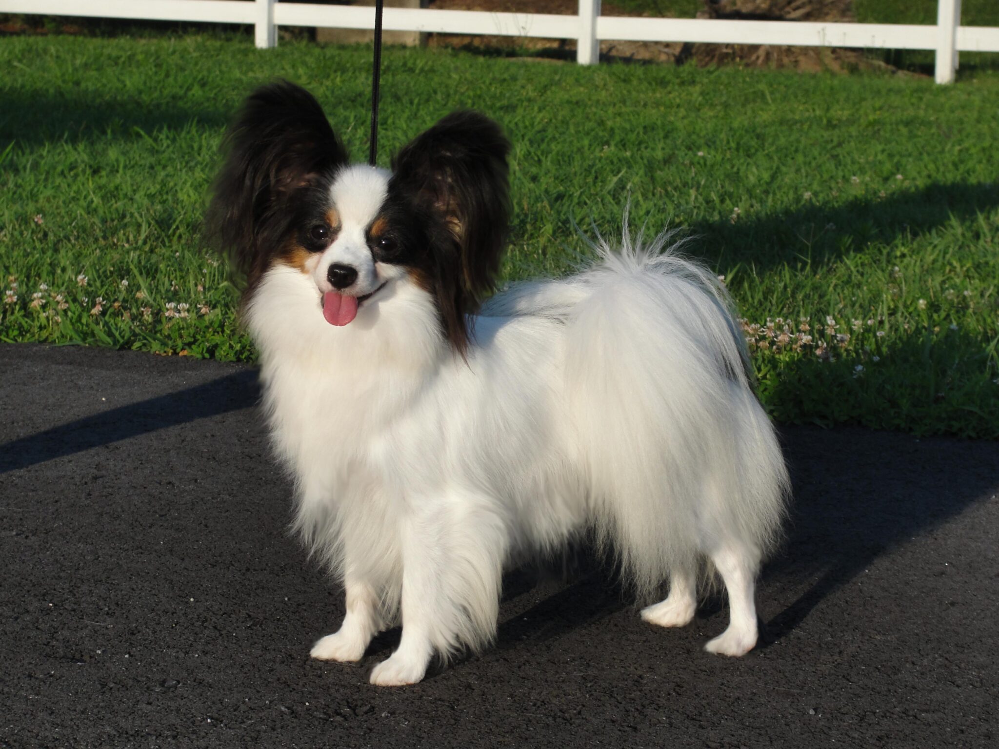 Home - Denzel Papillons