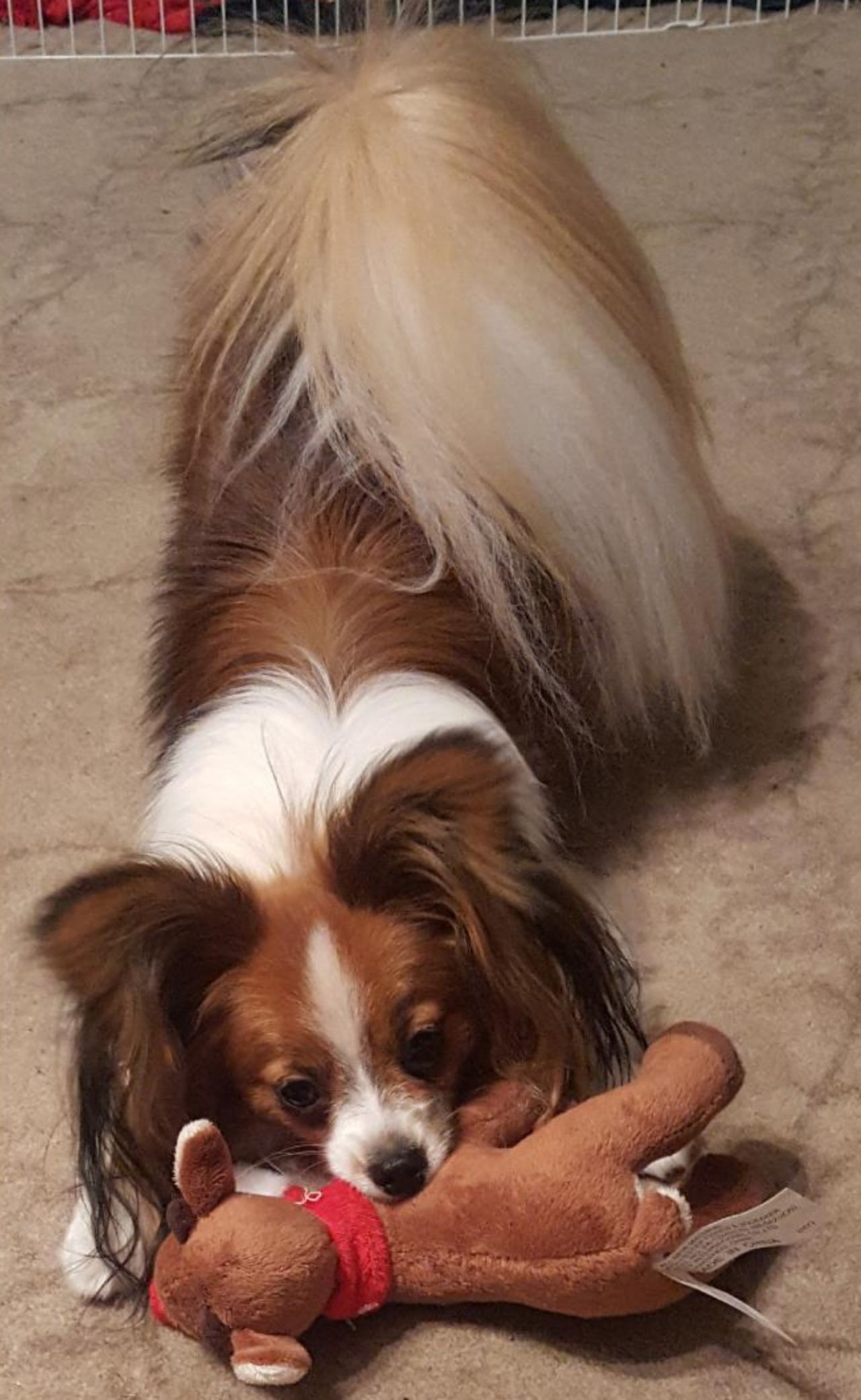 About - Denzel Papillons